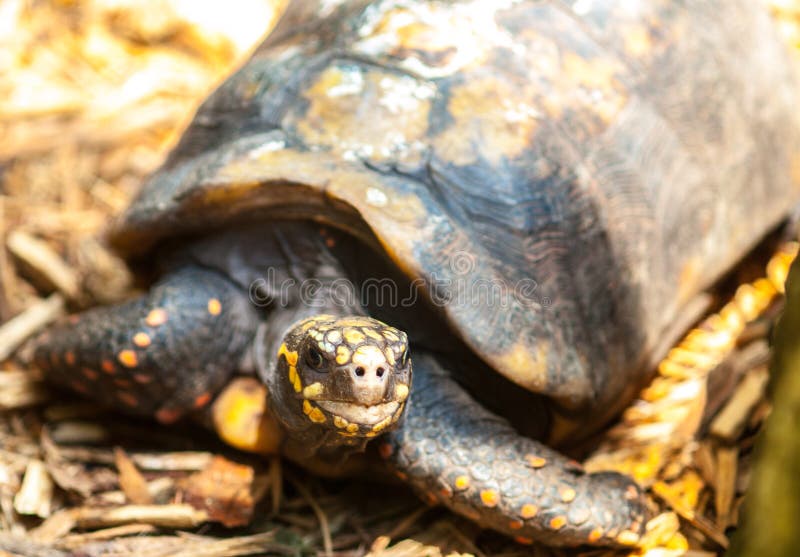 Turtle in the forest stock photo. Image of animal, summer - 59163078