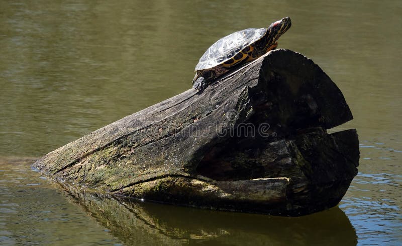 Turtle in a Forest Pond on a Log Stock Image - Image of turtle ...