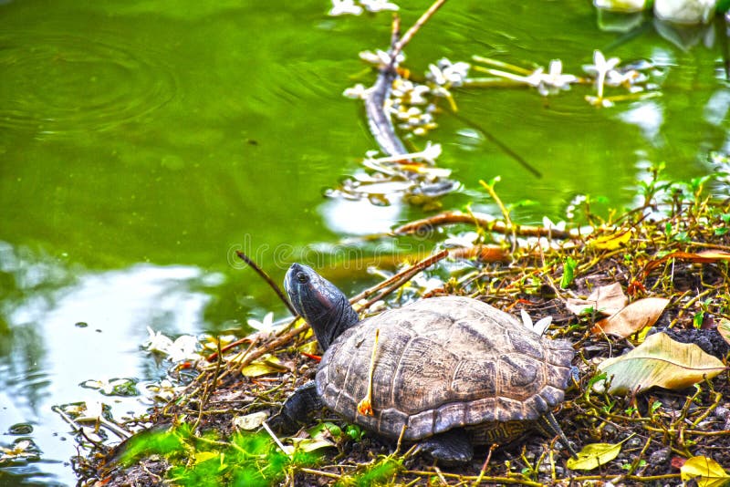 A turtle in the forest stock photo. Image of forest, isolated - 11870818
