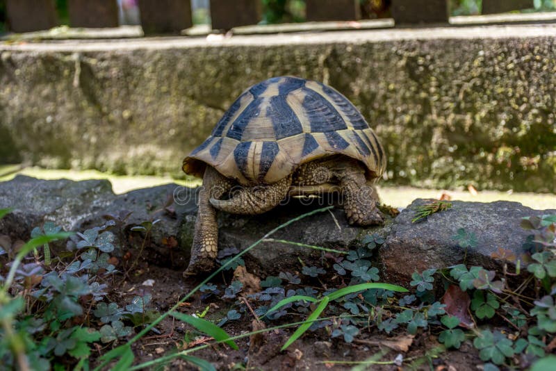 A turtle in the forest stock photo. Image of forest, isolated - 11870818