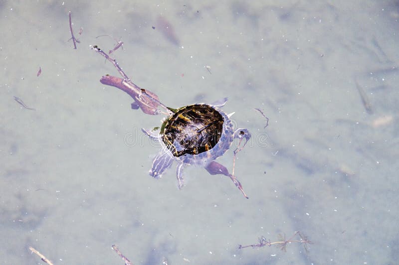 The turtle stock photo. Image of body, shell, inside - 80540464
