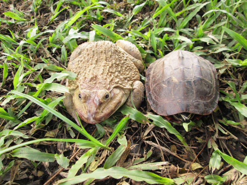 Turtle and Frog stock photo. Image of condition, reptile - 75010566