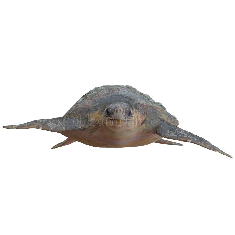 Sea Turtle Front Stock Illustrations – 1,117 Sea Turtle Front Stock ...
