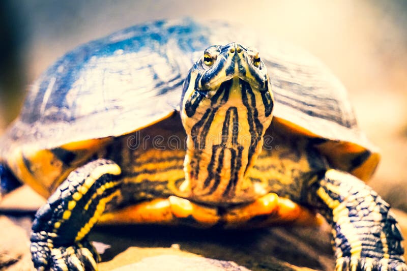 Turtle - Front View Selective Focus Stock Photo - Image of view ...
