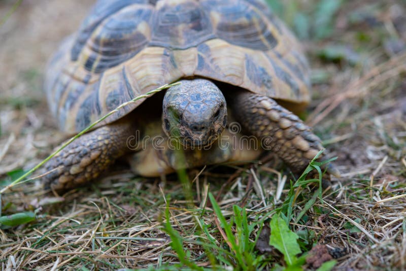 Turtle in Front of White Background Stock Photo - Image of outside ...