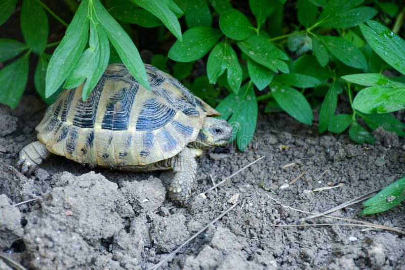 Turtle in a garden stock photo. Image of mammal, female - 116104748