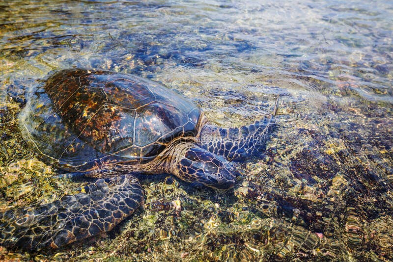 Turtle stock photo. Image of nature, tropical, aqua - 135985780