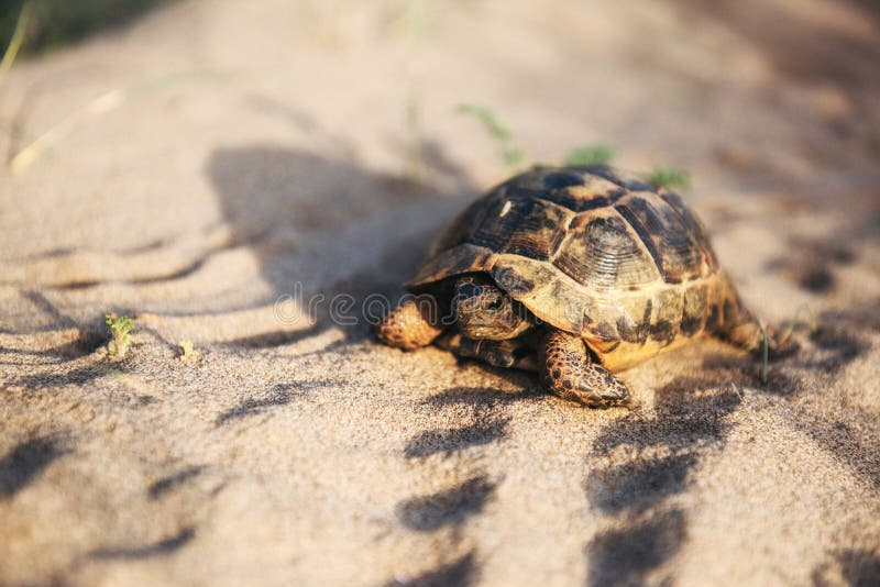 Turtle Goes Slowly in the Sand with Its Protective Shell Stock Photo ...