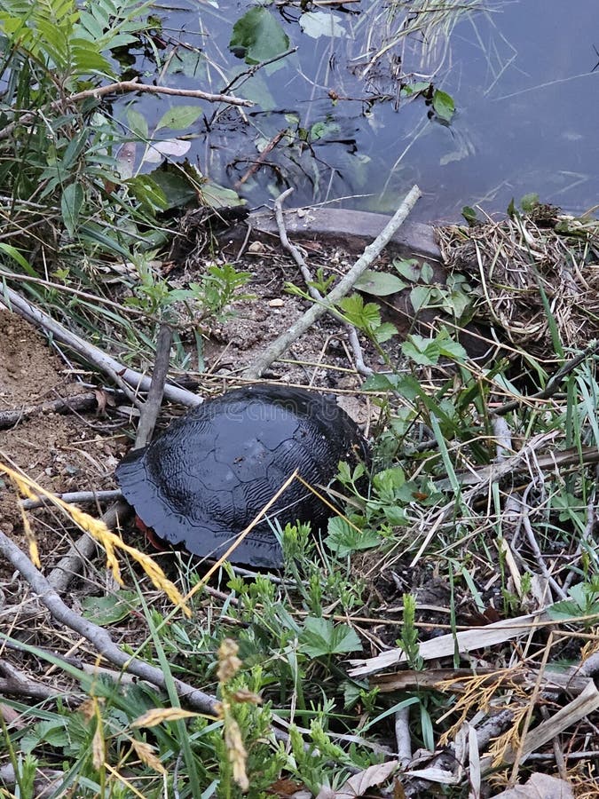 The Turtle is Going Back Home To Be with Its Family. Stock Image ...