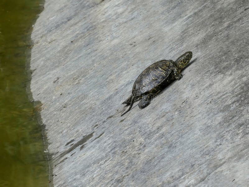 The Turtle is Going Back Home To Be with Its Family. Stock Image ...