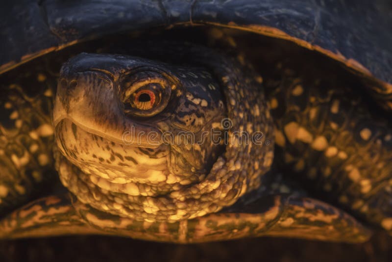 Turtle in the Golden Rays of the Sun Close-up Portrait Stock Image ...