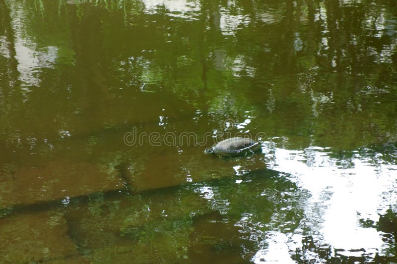 Mud Turtle Swimming Gracefully Stock Image - Image of surface, algae ...