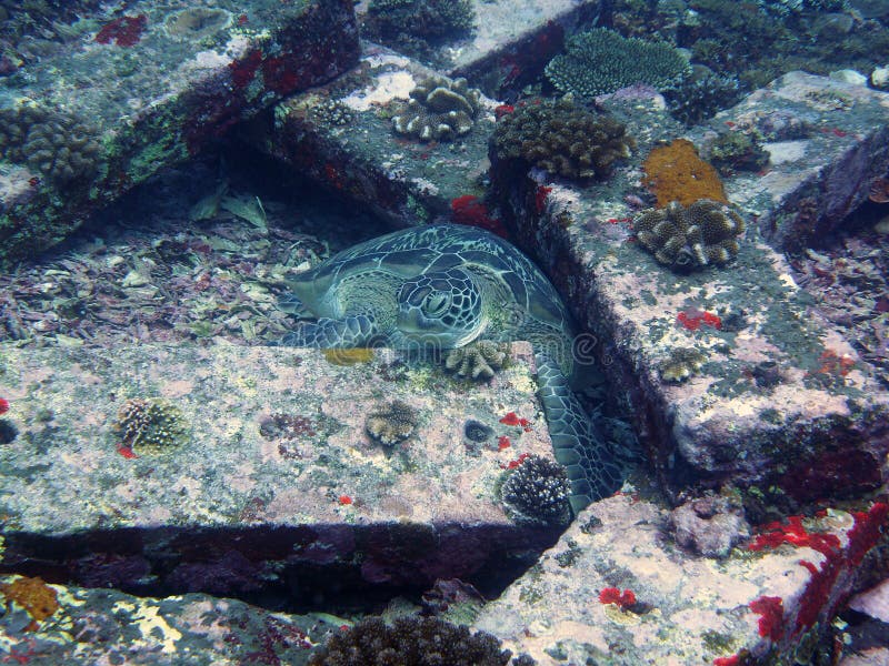 Turtle Blocks Stock Photos - Free & Royalty-Free Stock Photos from ...