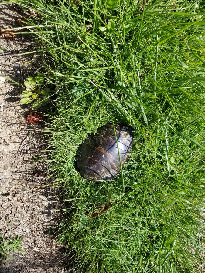 Turtle stock photo. Image of turtle, nature, grass, animals - 115478216
