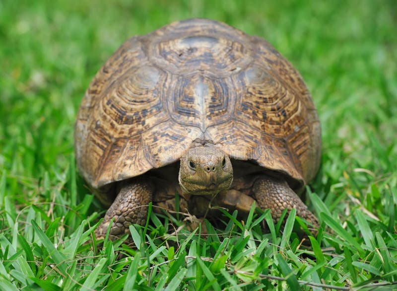 Turtle in grass stock image. Image of life, animal, exotic - 59044141