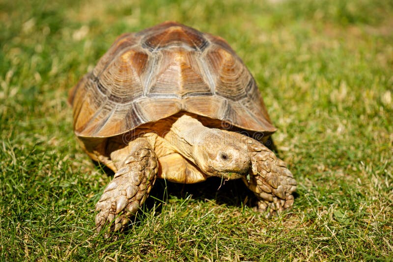 Turtle on the Grass Close-up Stock Photo - Image of animal, habitat ...