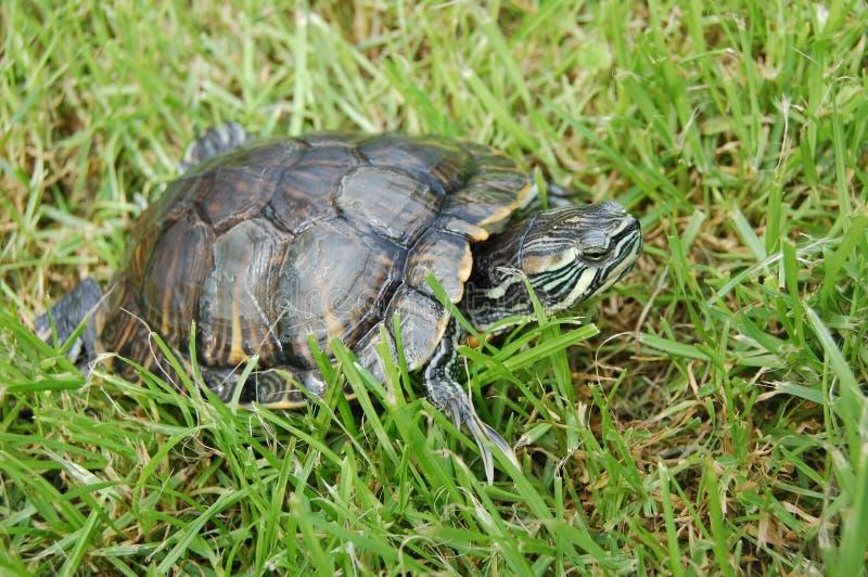 The turtle on the grass stock photo. Image of animals - 61218754