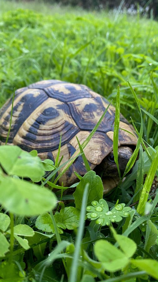 Turtle in the grass stock photo. Image of grass, pond - 266893818