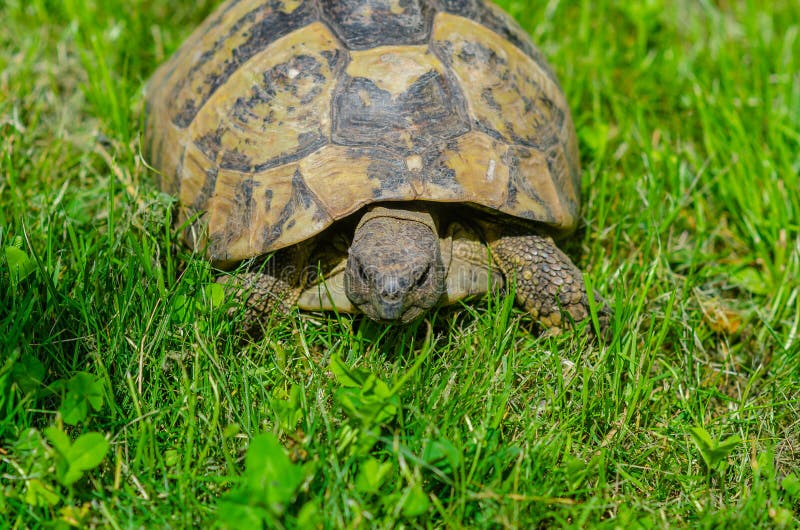 Turtle in the Grass. Terrestrial Spotted Brown Turtle among Green ...