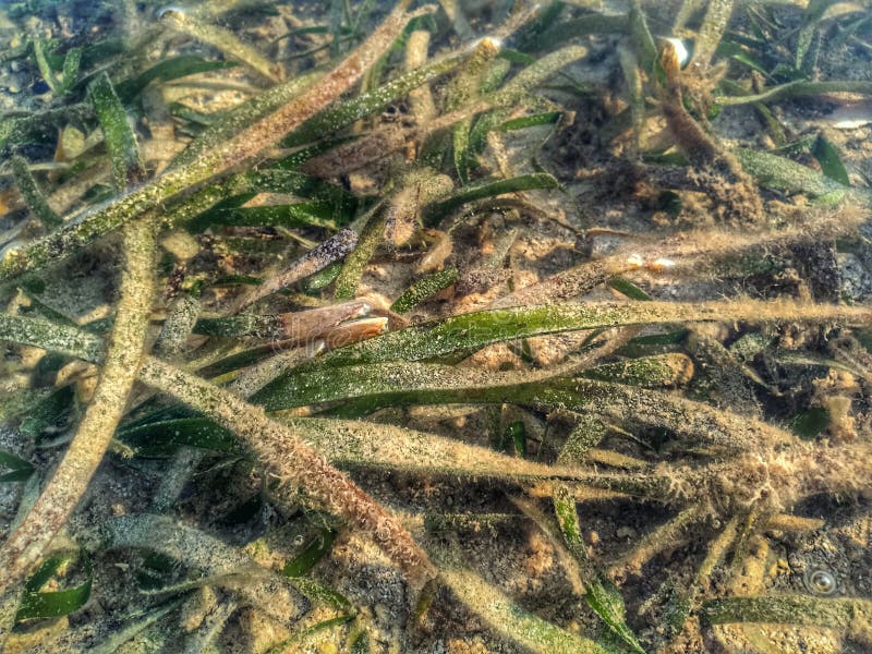 Turtle Grass in the Waters of the Island of Flores Stock Photo - Image ...