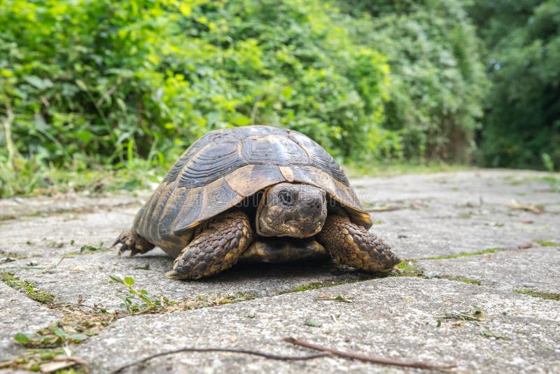 Close Up Of A Young Greek Turtle In Its Natural Environment Stock Photo ...