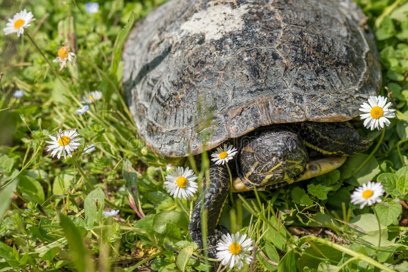 Turtle in the Green Grass with Flowers Stock Image - Image of reptilian ...