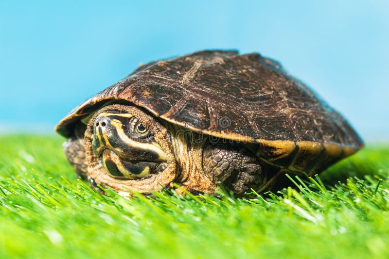 Turtle on Green Grass Texture Background Eco Concept, Asia, Thai Stock ...