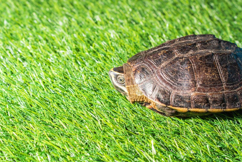 Turtle on Green Grass Texture Background Eco Concept, Asia, Thai Stock ...
