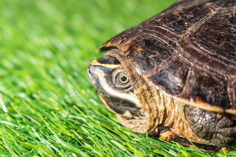 Turtle on Green Grass Texture Background Eco Concept, Asia, Thai Stock ...