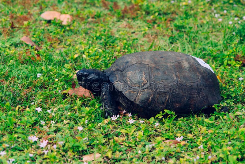 Turtle and green grass stock photo. Image of grass, eating - 167830754