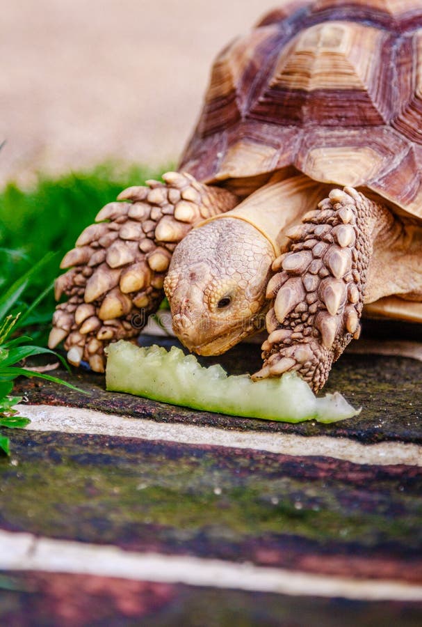 Watermelon turtle stock photo. Image of comic, decorate - 47105682