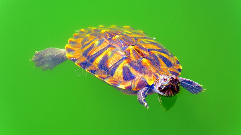 Green Pond Frog Swimming Isolated on White Stock Photo - Image of ...