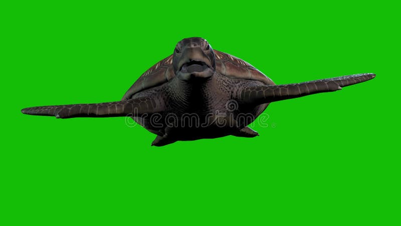 Turtle Swimming on Green Screen Stock Video - Video of tortoise, chroma ...