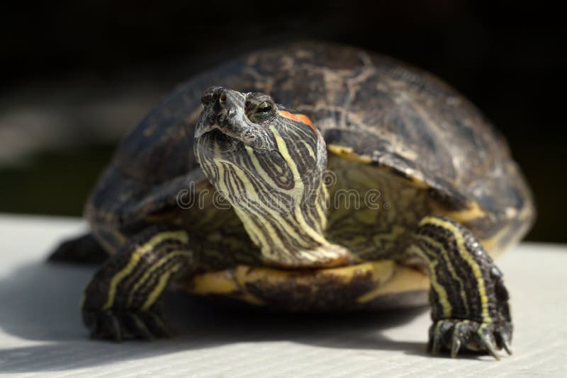Turtle on the Grey Surface. Stock Image - Image of tropical, shell ...