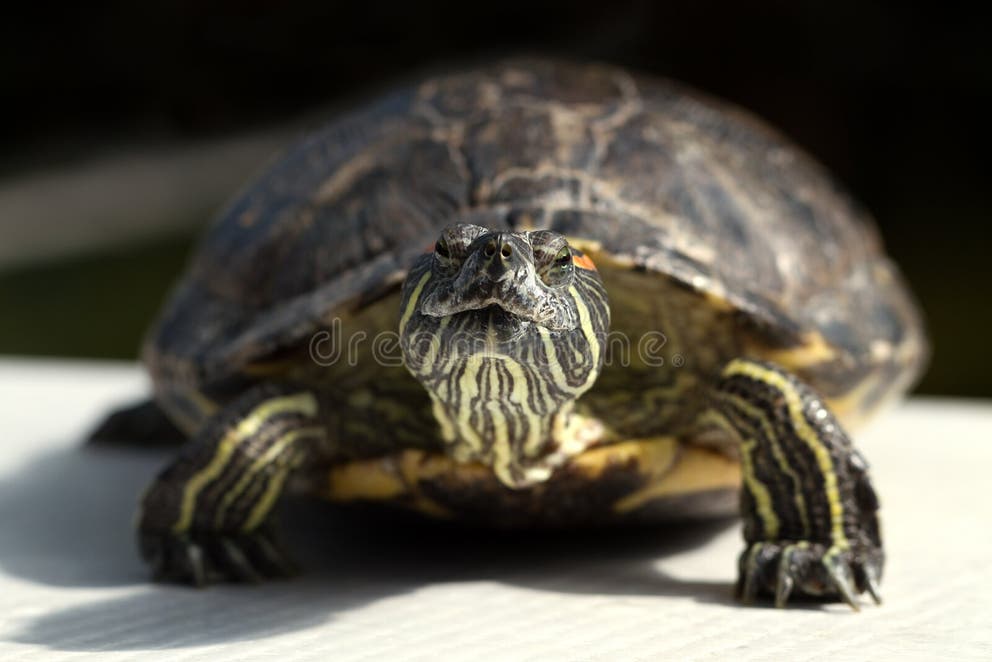 Turtle on the grey surface stock photo. Image of tropical - 171762078