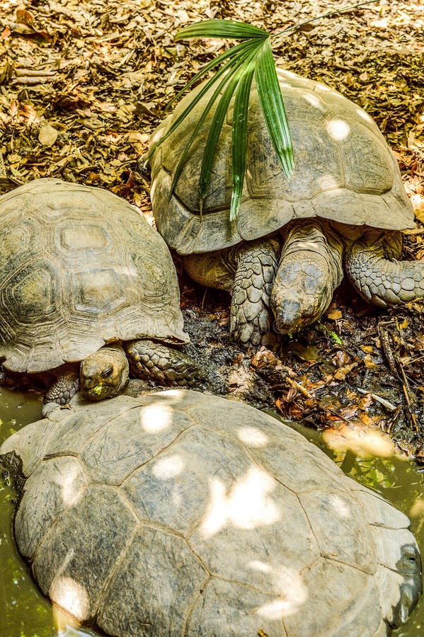 Turtle stock photo. Image of reptile, tortoise, turtle - 47464848