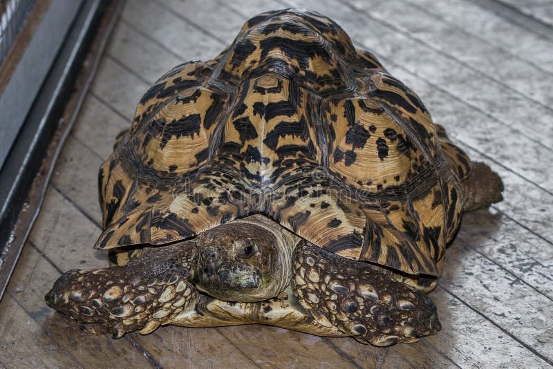 Turtle stock image. Image of shell, testudines, designs - 50785135