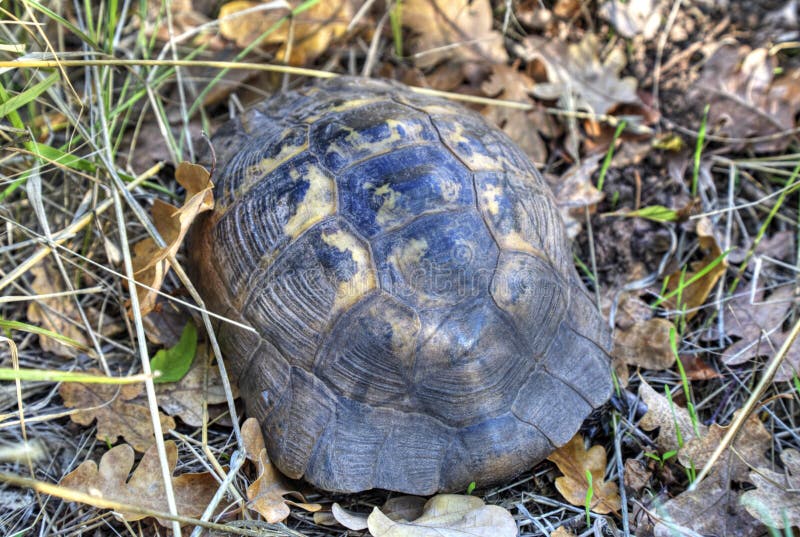 Turtle on the ground stock photo. Image of grass, land - 77918722