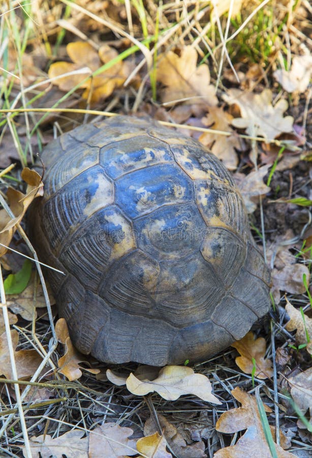 Turtle on the ground stock photo. Image of land, crawl - 77918742