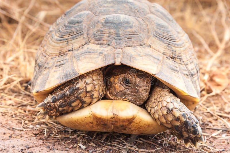 Turtle on the ground stock image. Image of daytime, animals - 45255301