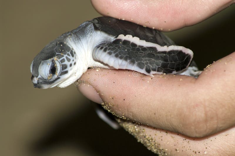 Turtle in hand. stock photo. Image of scute, reptile - 18051654
