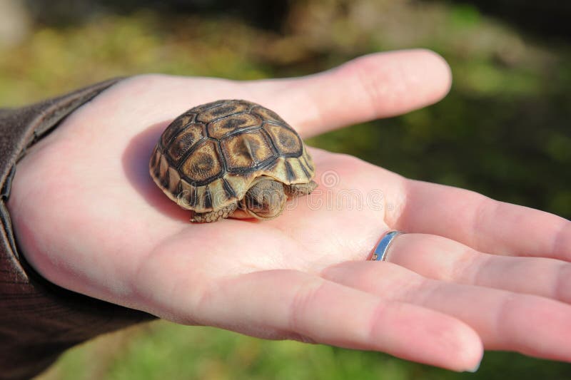 Turtle in hand stock image. Image of animal, hold, reptile - 7266073