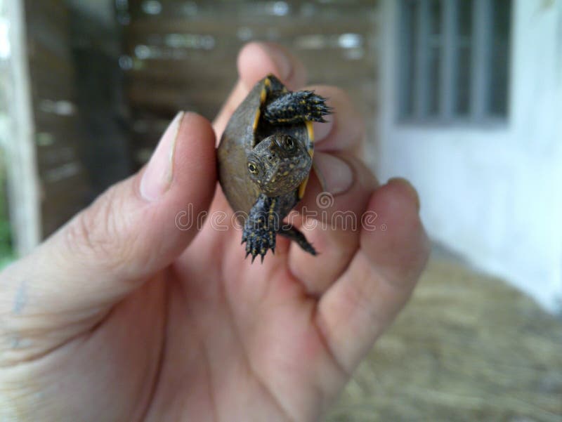 A Turtle on Hand, Iran, Gilan, Rasht Stock Photo - Image of rashtshe ...