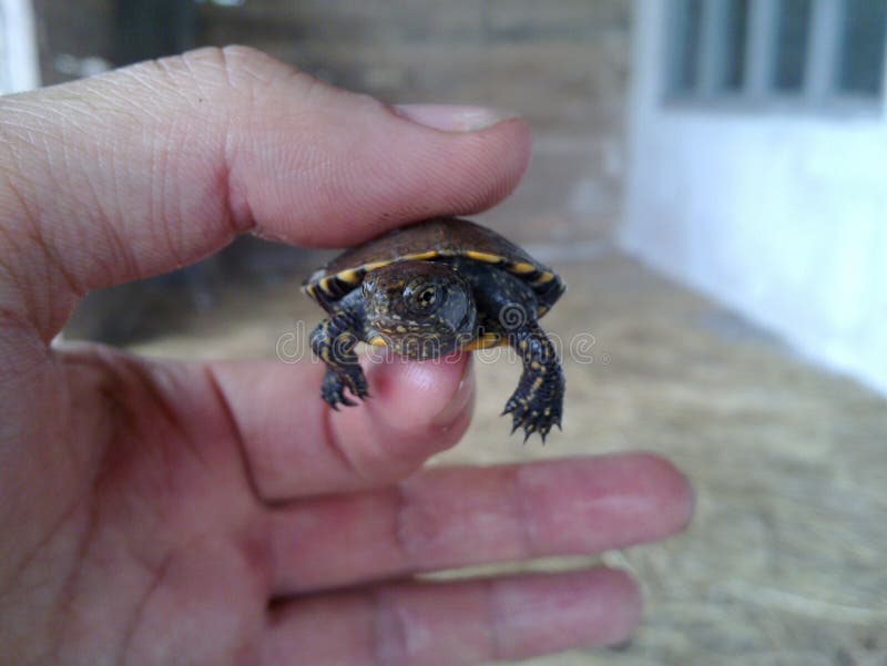 A Turtle on Hand, Iran, Gilan, Rasht Stock Image - Image of amphibians ...
