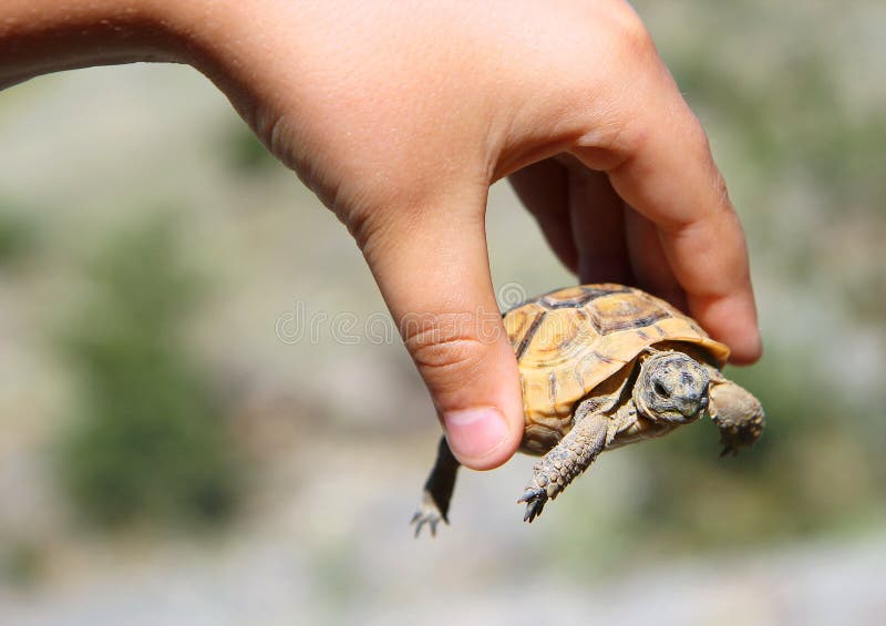 Turtle in hand stock photo. Image of hand, close, nature - 52559288