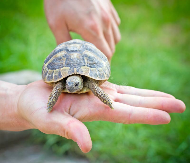 Turtle in hand - on palm stock image. Image of wild, slow - 58698131
