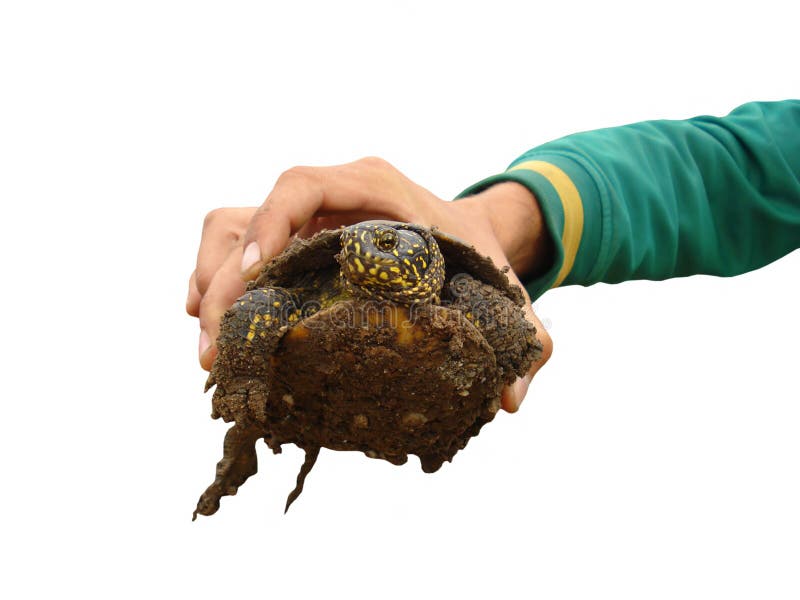 Turtle in a hand stock image. Image of natural, beautiful - 113511137