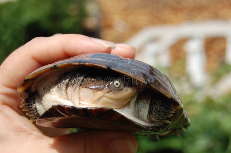 Turtle on the hand stock image. Image of nails, nature - 61217967