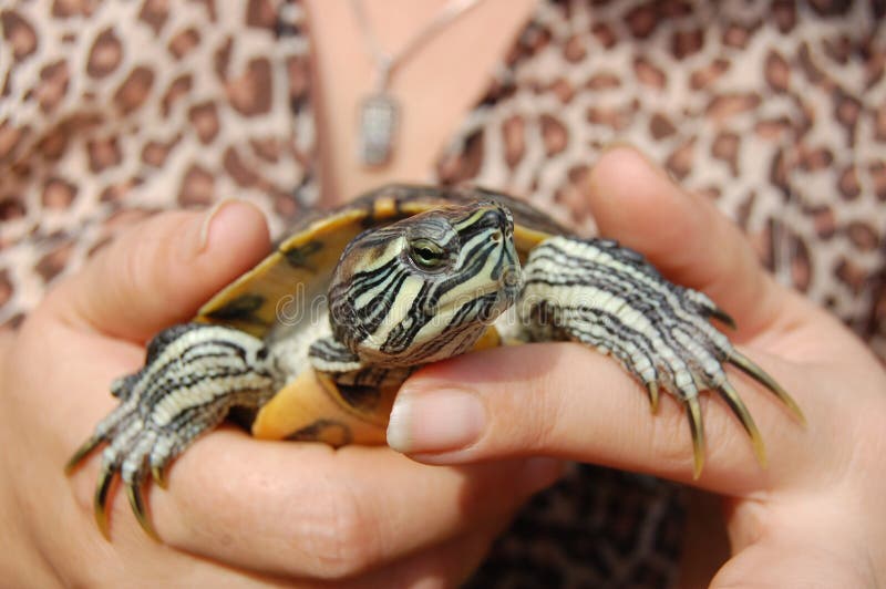 Turtle Hand Stock Images - Download 1,201 Royalty Free Photos