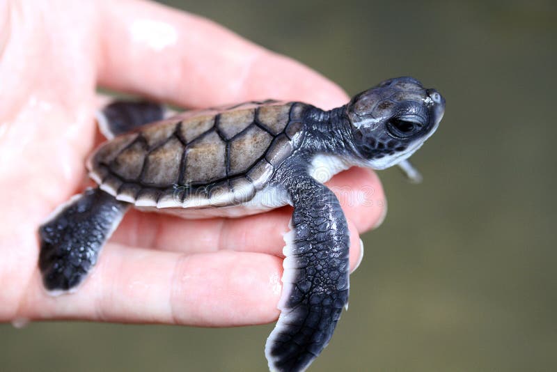 Turtle in Hand stock photo. Image of turtle, newborn - 76706810